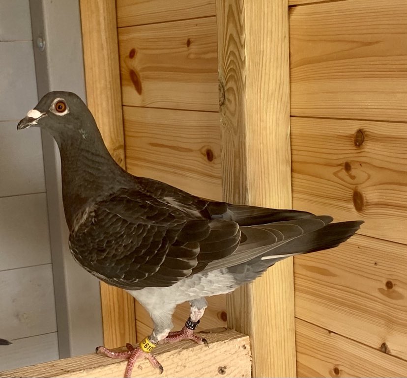 Pigeons For Sale – Sunny Bank Lofts